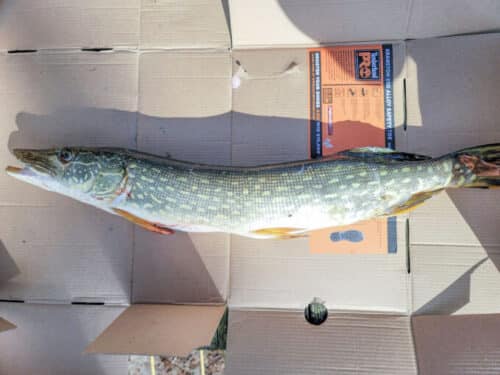Northern Pike Recipe- GF or Panko Crusted - Binky's Culinary Carnival