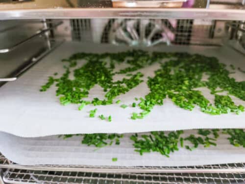 How to Preserve Chives | Store, Freeze, Dry - Binky's Culinary Carnival
