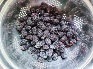 Dehydrating blackberries | Blackberry Powder - Binky's Culinary Carnival