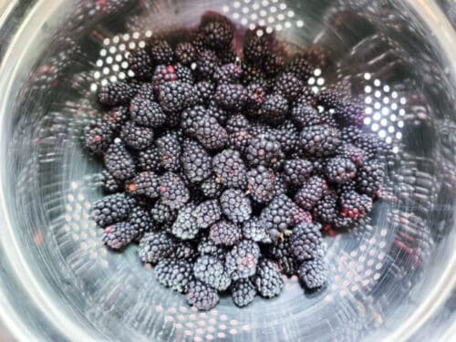 Dehydrating blackberries | Blackberry Powder - Binky's Culinary Carnival