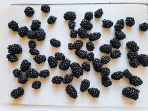 Dehydrating blackberries | Blackberry Powder - Binky's Culinary Carnival