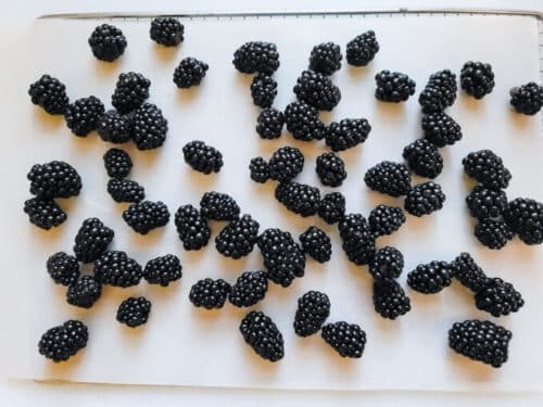 Dehydrating blackberries | Blackberry Powder - Binky's Culinary Carnival