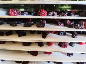 Dehydrating blackberries | Blackberry Powder - Binky's Culinary Carnival