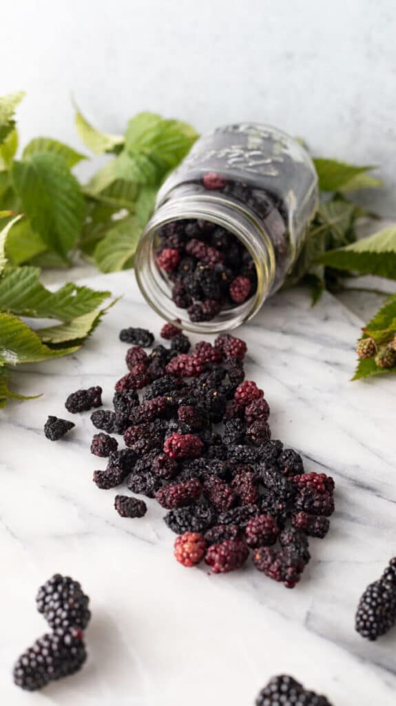 Dehydrating blackberries | Blackberry Powder - Binky's Culinary Carnival