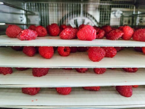 Dehydrating Raspberries | Raspberry Powder - Binky's Culinary Carnival