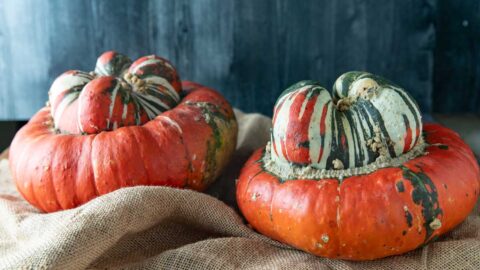 Turban Squash Recipe - Binky's Culinary Carnival