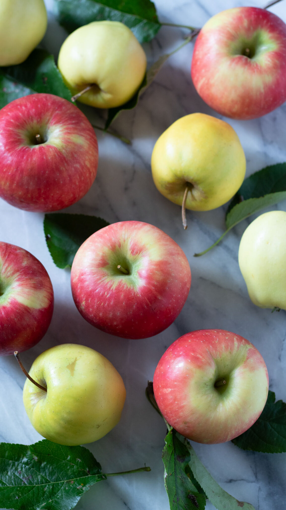 How to Dehydrate Apples | Apple Chip - Binky's Culinary Carnival