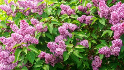 15 Shrubs That Prove Old Fashioned Never Looked So Good - Binky's ...